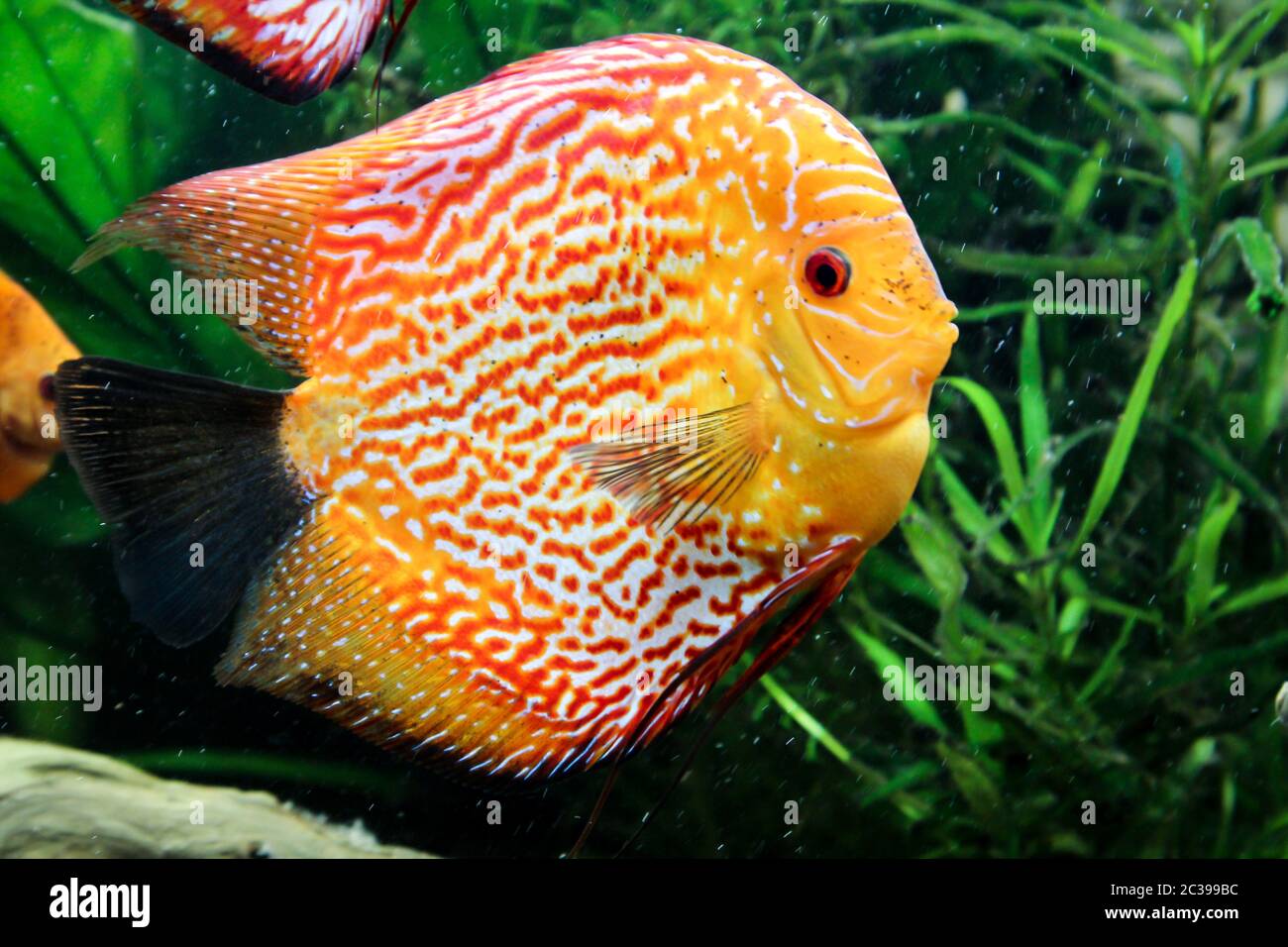 Portrait, view of a discus fish in the aquarium Stock Photo - Alamy