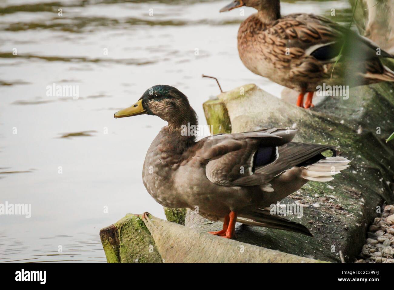 Portrait of a mallard, a duck by a pond Stock Photo - Alamy