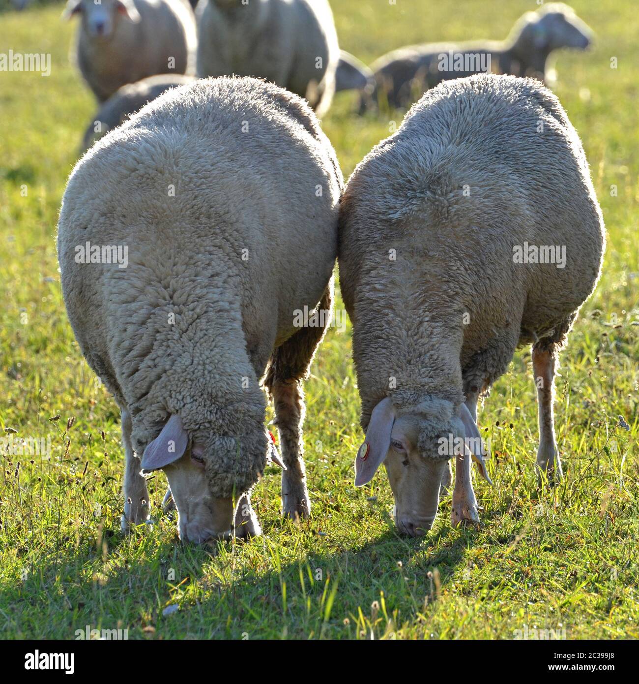 Animal gehege hi-res stock photography and images - Alamy