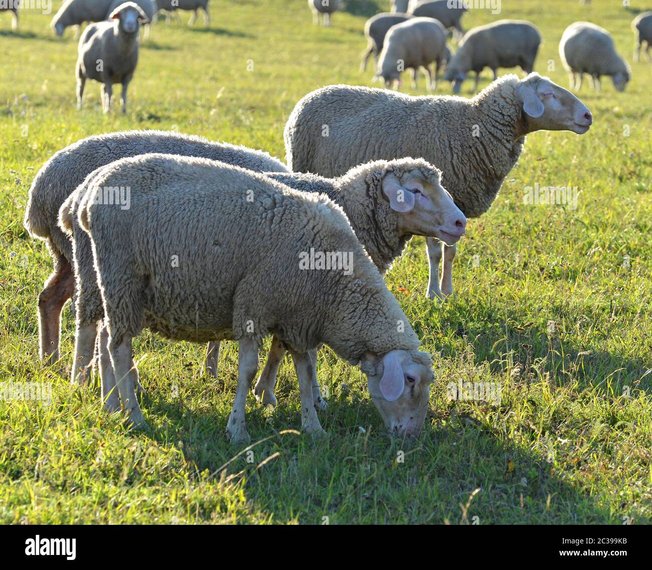 Wool land hi-res stock photography and images - Alamy