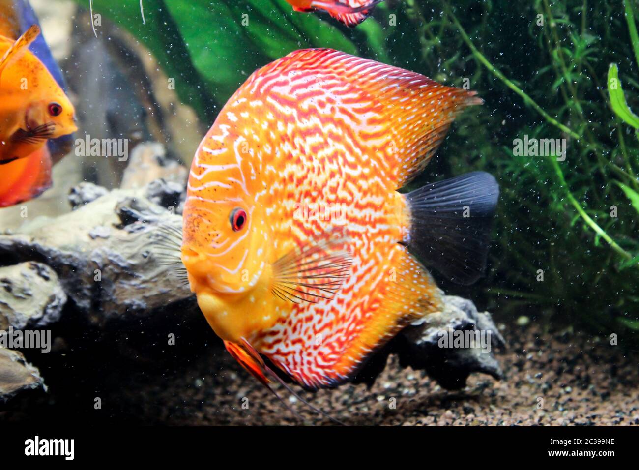 Portrait, view of a discus fish in the aquarium Stock Photo - Alamy