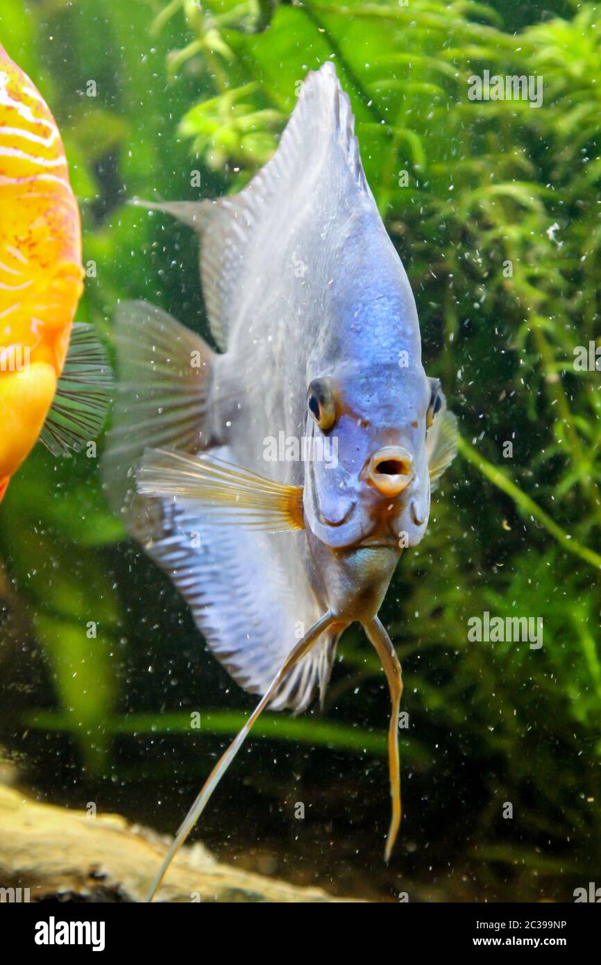 Portrait, view of a discus fish in the aquarium Stock Photo - Alamy