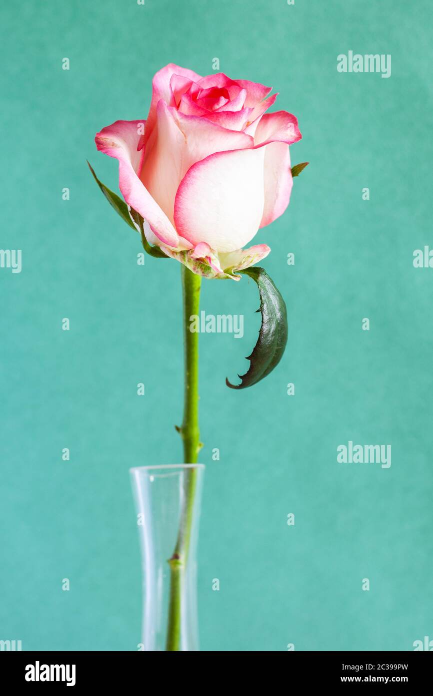 Fresh Single Flowers