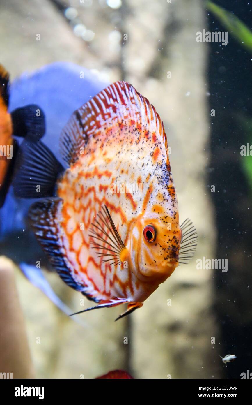 Portrait, view of a discus fish in the aquarium Stock Photo - Alamy