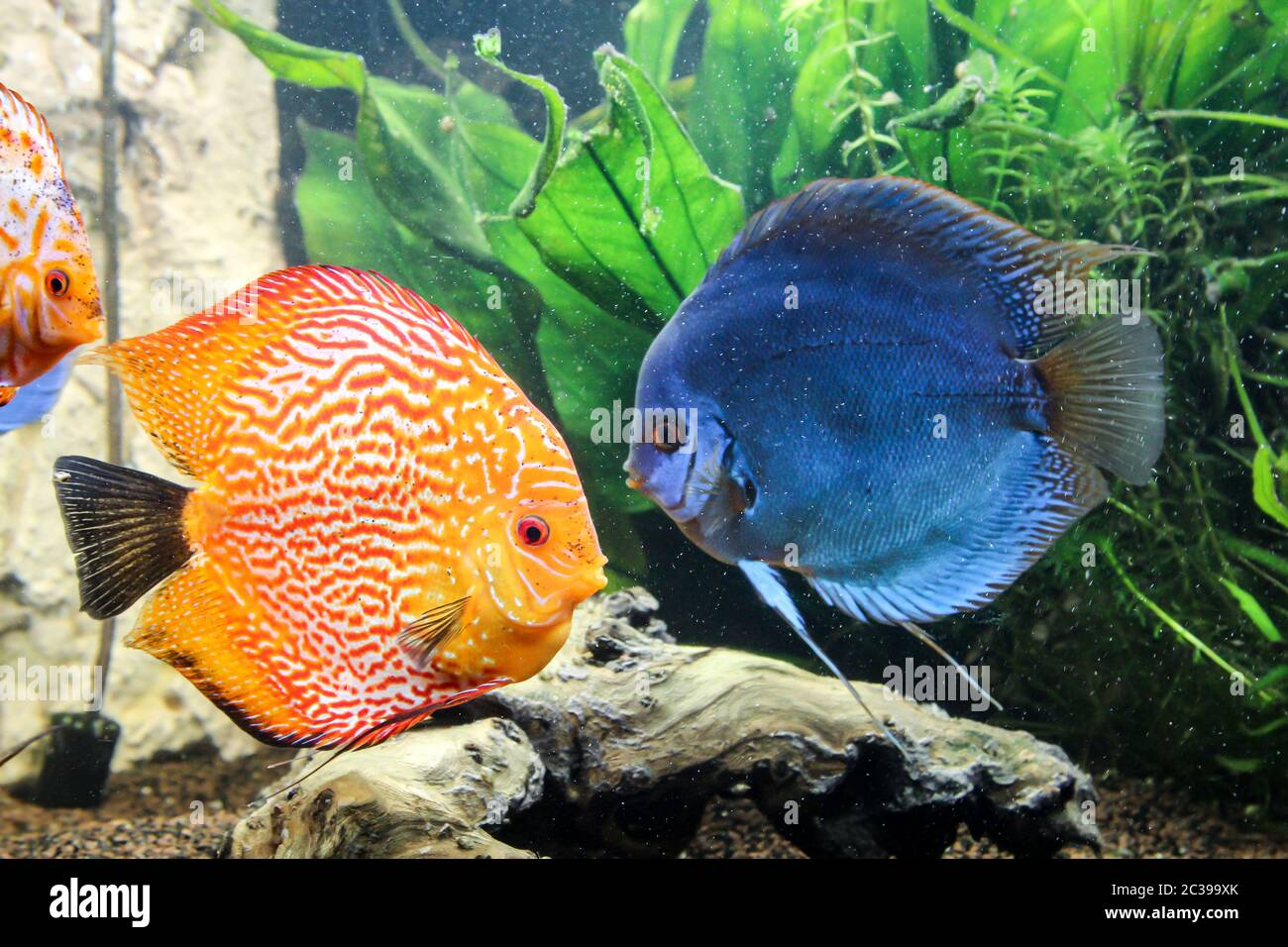Portrait, view of a discus fish in the aquarium Stock Photo - Alamy