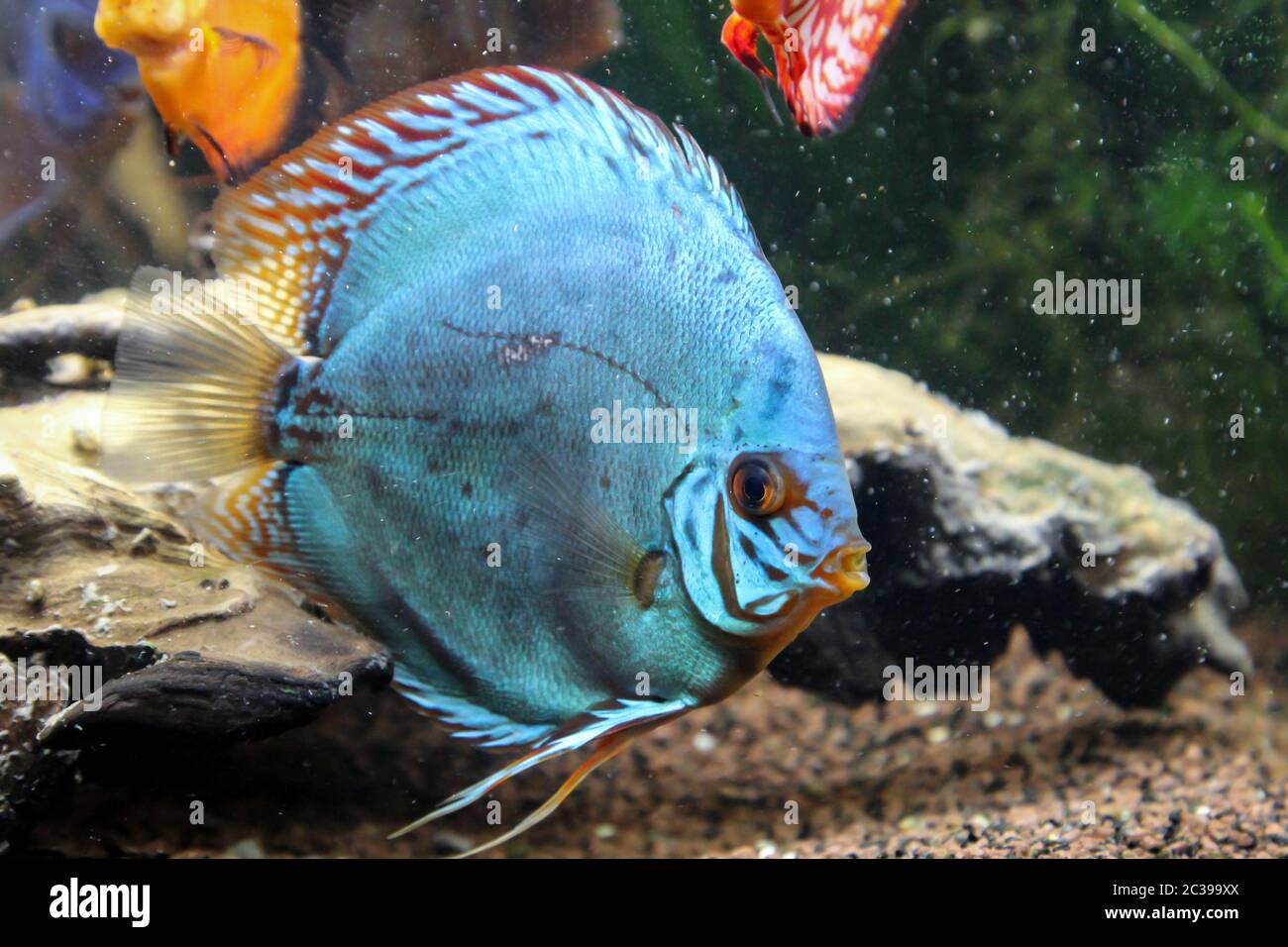Portrait, view of a discus fish in the aquarium Stock Photo - Alamy