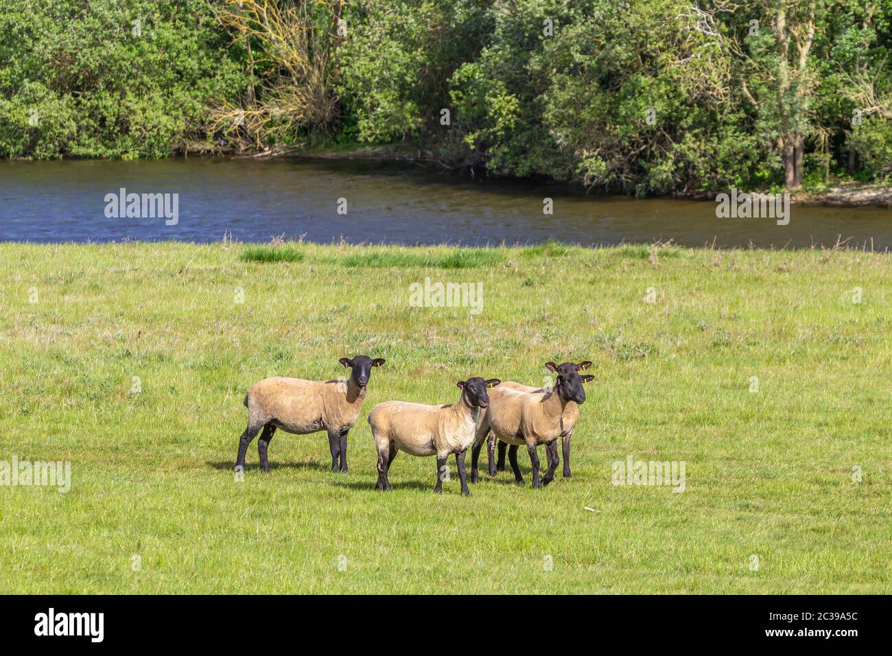 Suffolk sheep grazing on the flood plains near the river Nene ...
