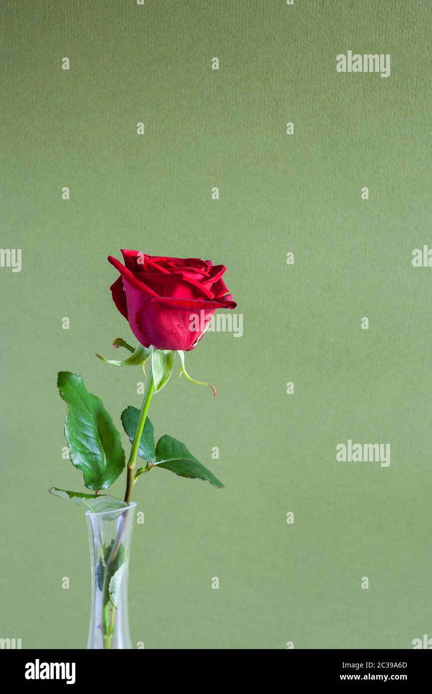 vertical still-life with copyspace - single natural red rose flower in ...