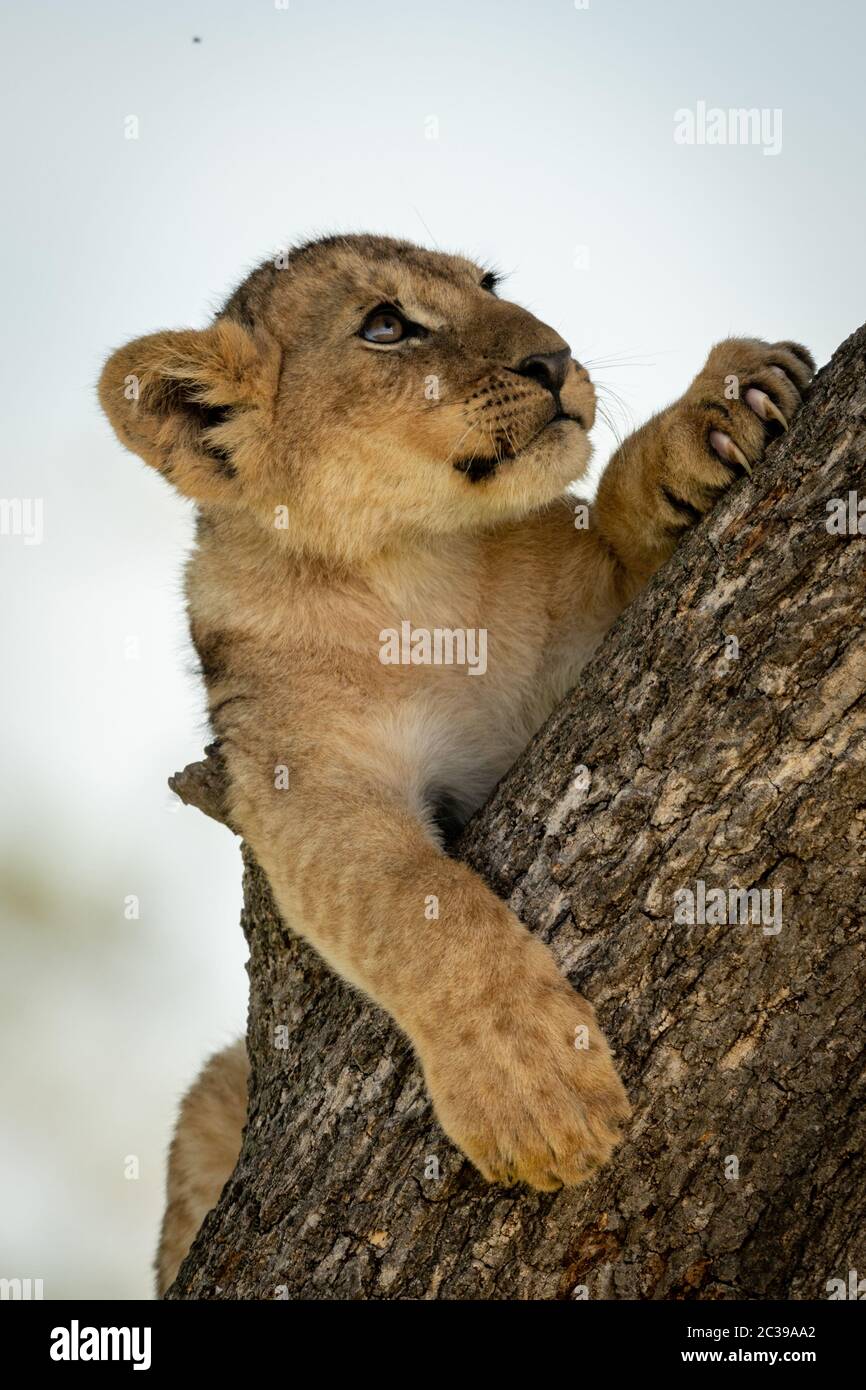 Lion cub looking up climbs tree trunk Stock Photo - Alamy