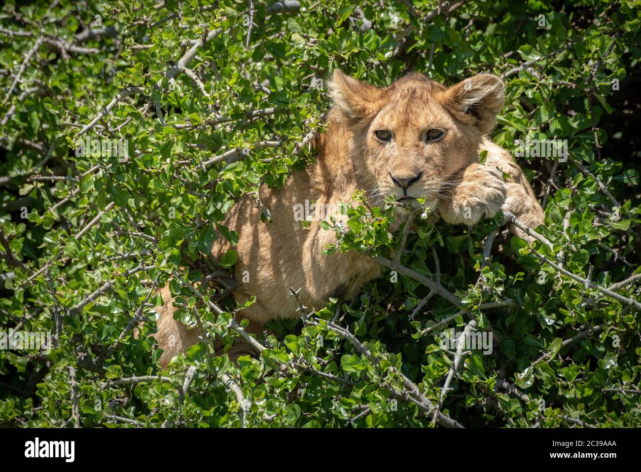 Lion cub lies in tree staring out Stock Photo - Alamy