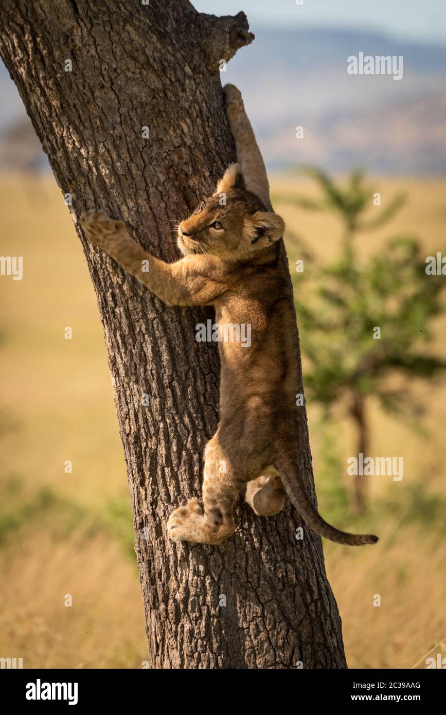Lion cub looks left climbing tree trunk Stock Photo - Alamy