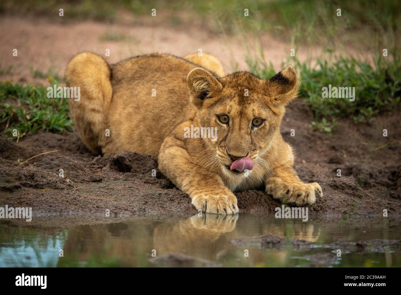 Lion cub lies licking lips beside water Stock Photo - Alamy