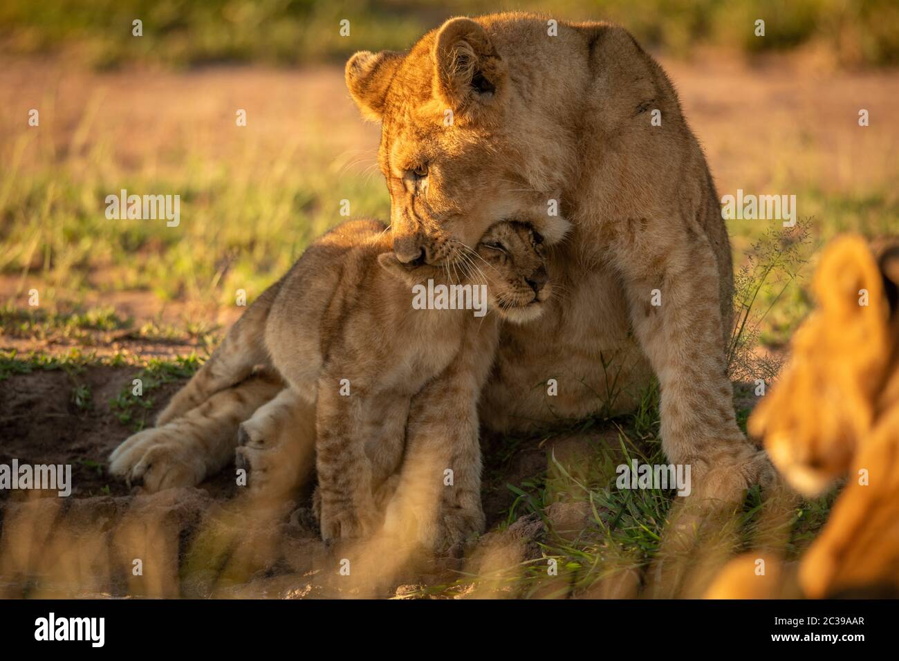 Lion cub sits biting head of another Stock Photo - Alamy