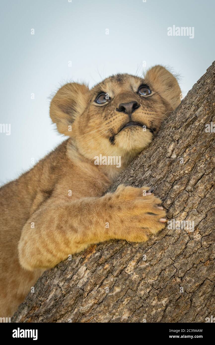 Lion cub looking up from hi-res stock photography and images - Alamy