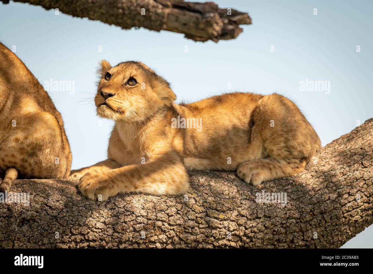 Lion cub lies looking up in tree Stock Photo - Alamy
