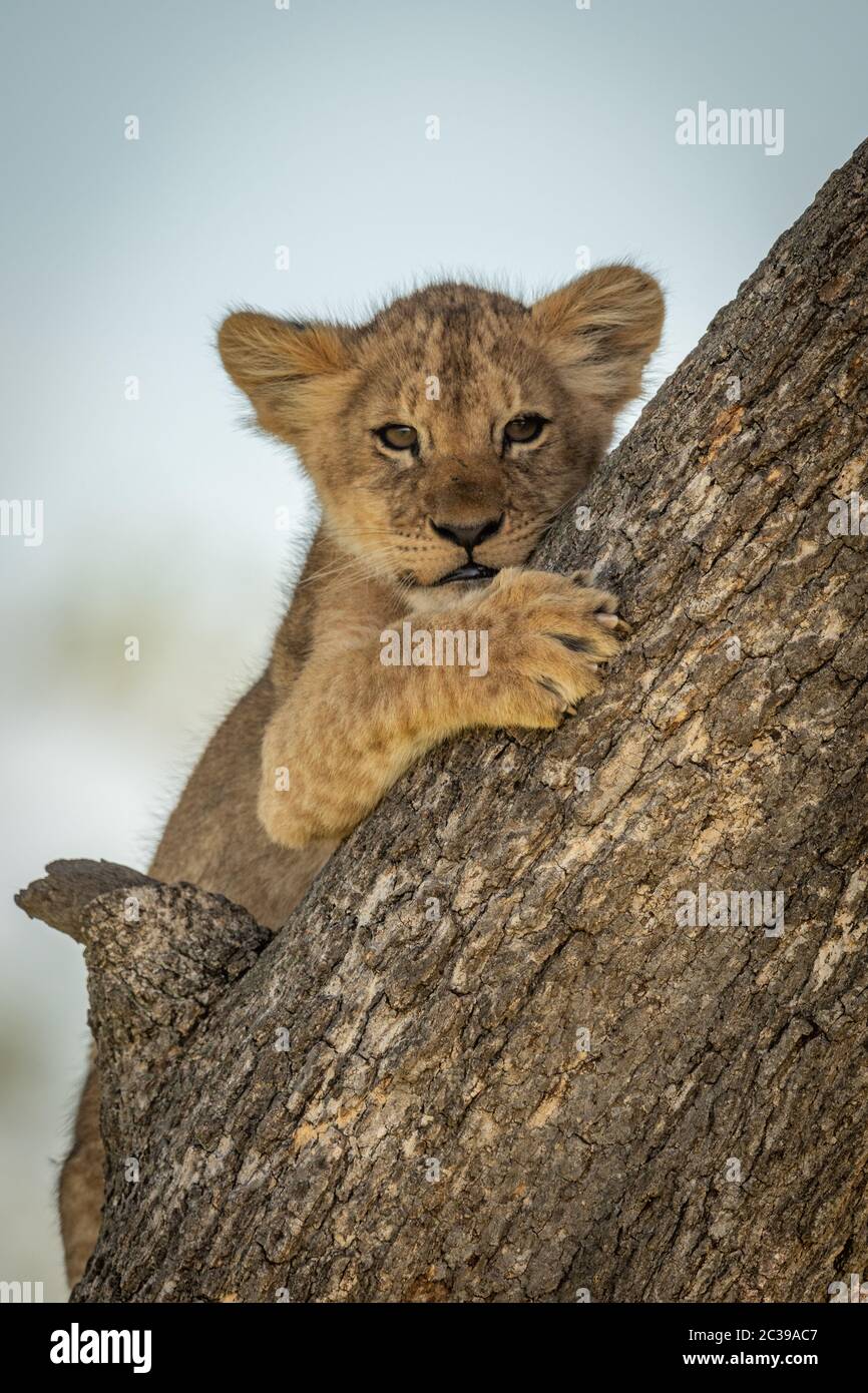 Lion cub lies on trunk looking down Stock Photo - Alamy
