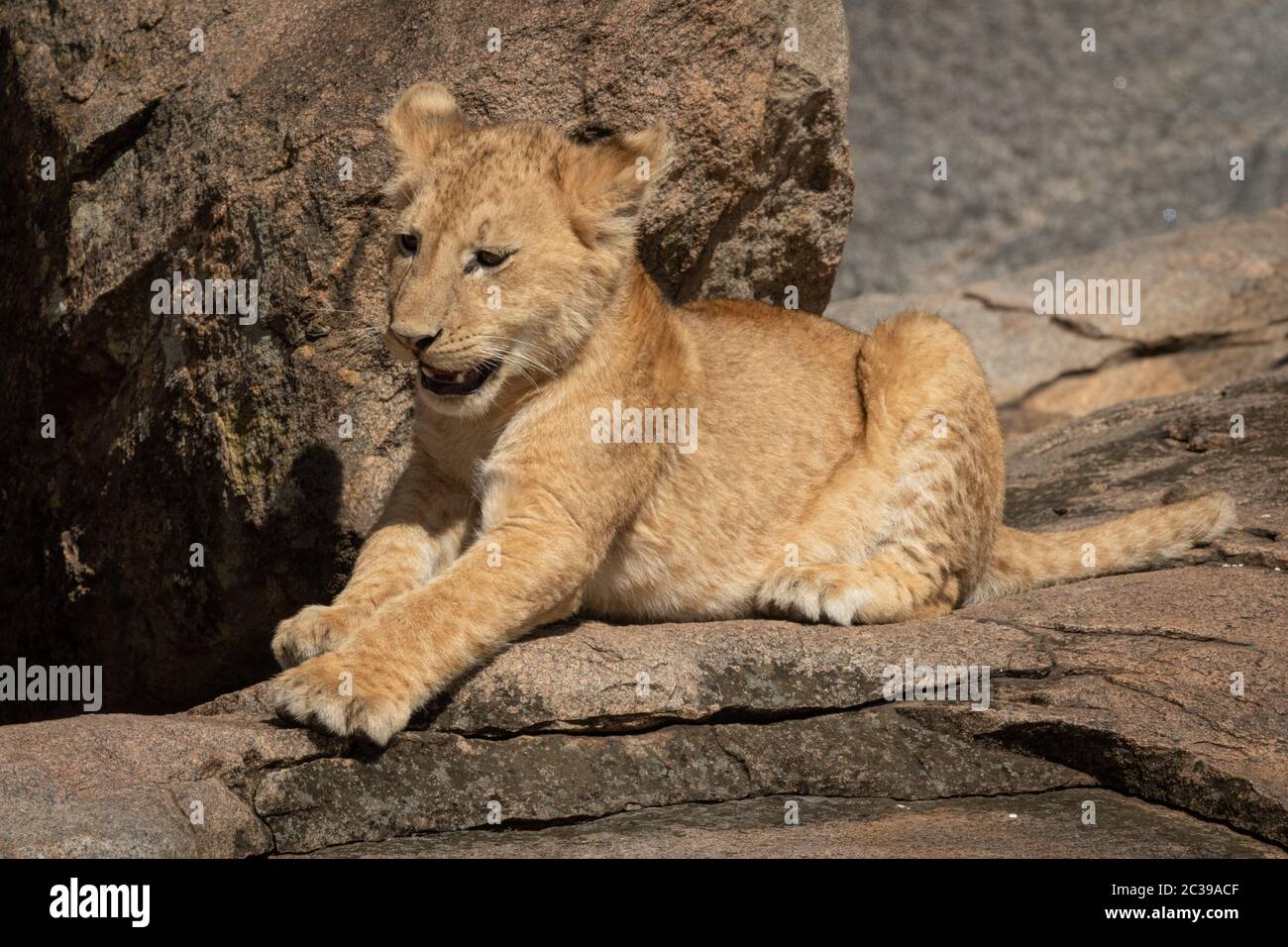 Stretching African Lion Cub High Resolution Stock Photography and ...