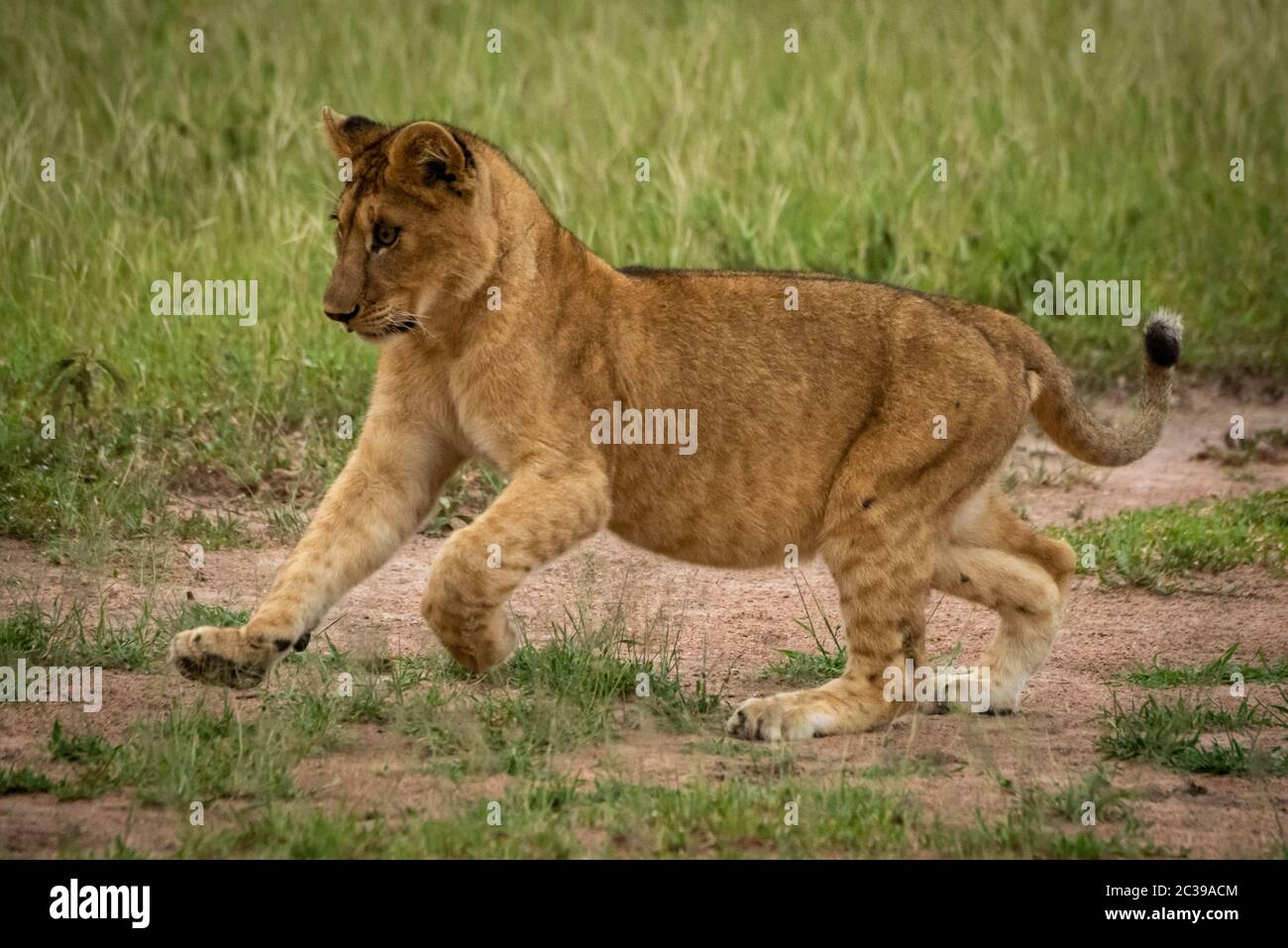 Lion cub runs lifting forepaws on grass Stock Photo - Alamy