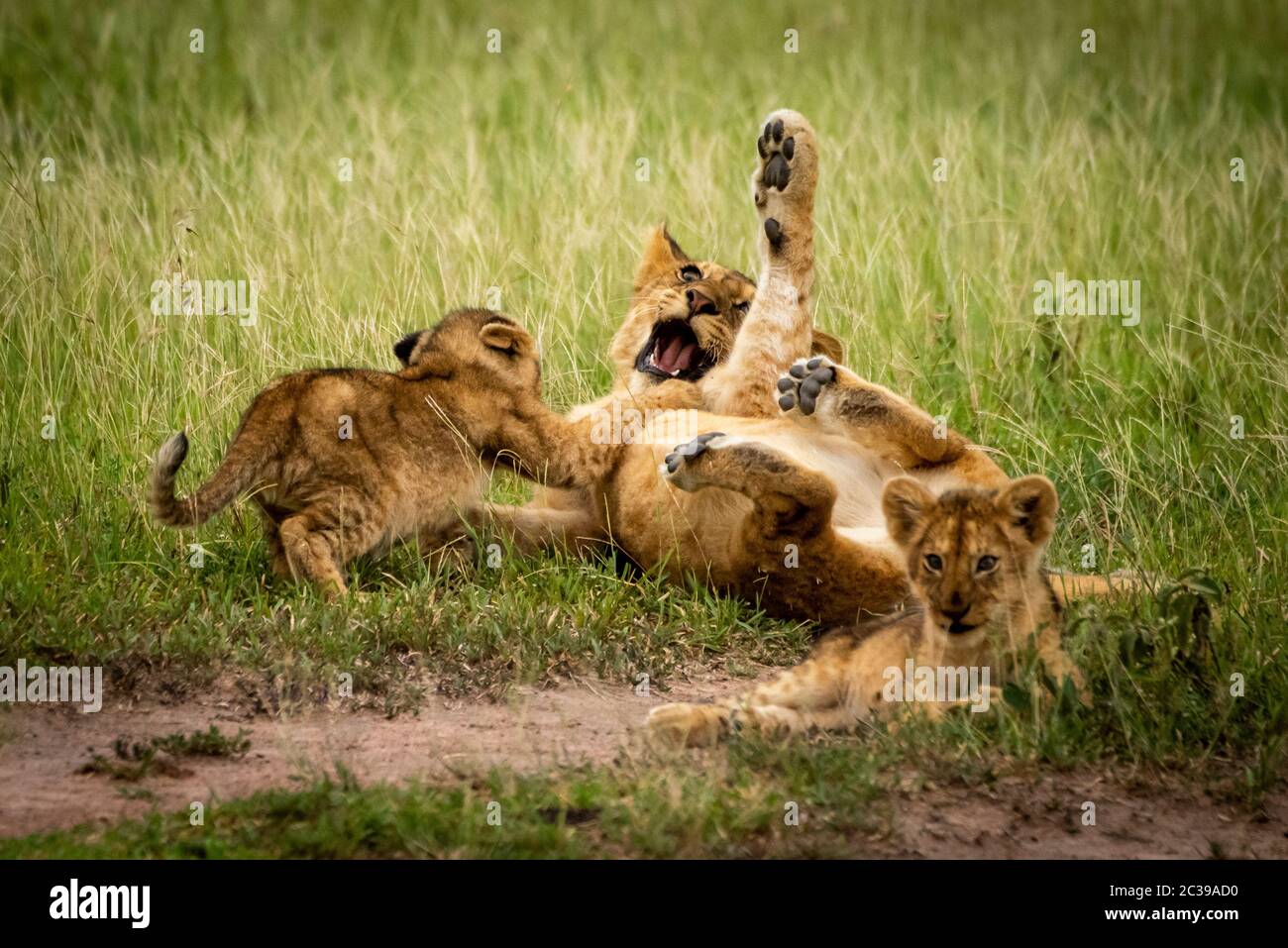 Lion cub at play hi-res stock photography and images - Alamy
