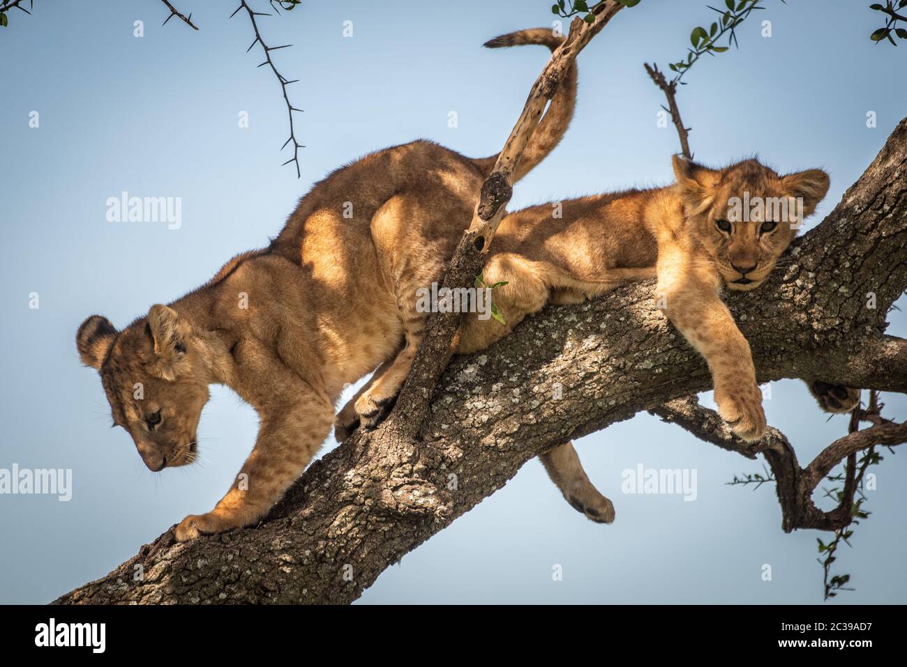 Lion cub on branch climbing past another Stock Photo - Alamy