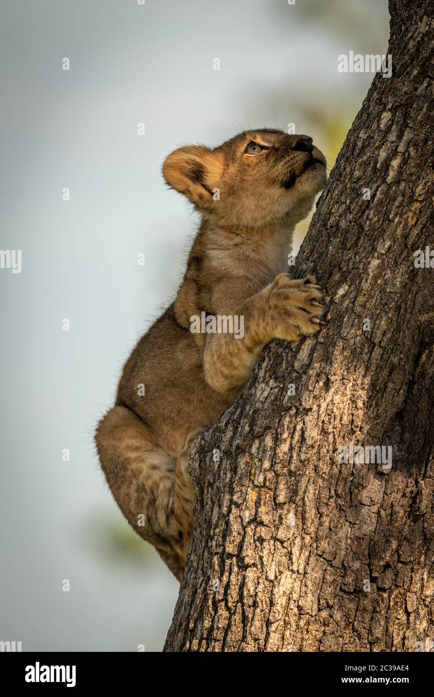 Lion cub looks up climbing tree trunk Stock Photo - Alamy