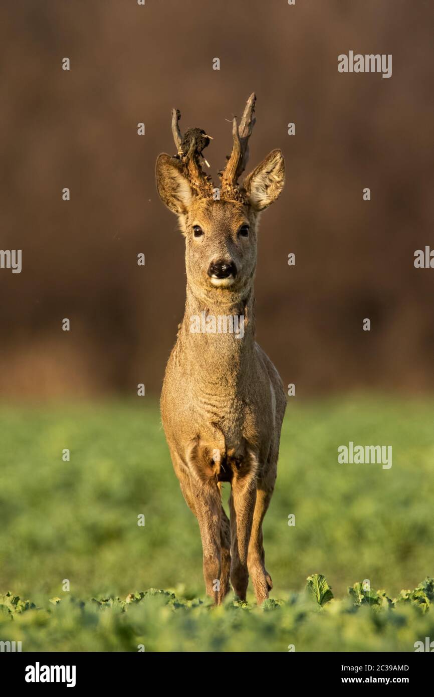 Roe deer stag at sunset with winter fur. Roebuck on a field with ...