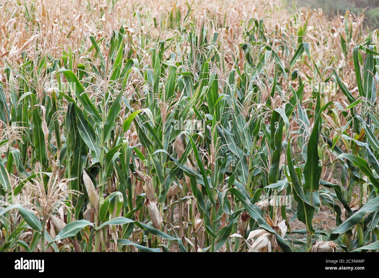 Yellow and green maize corn field agriculture Stock Photo - Alamy