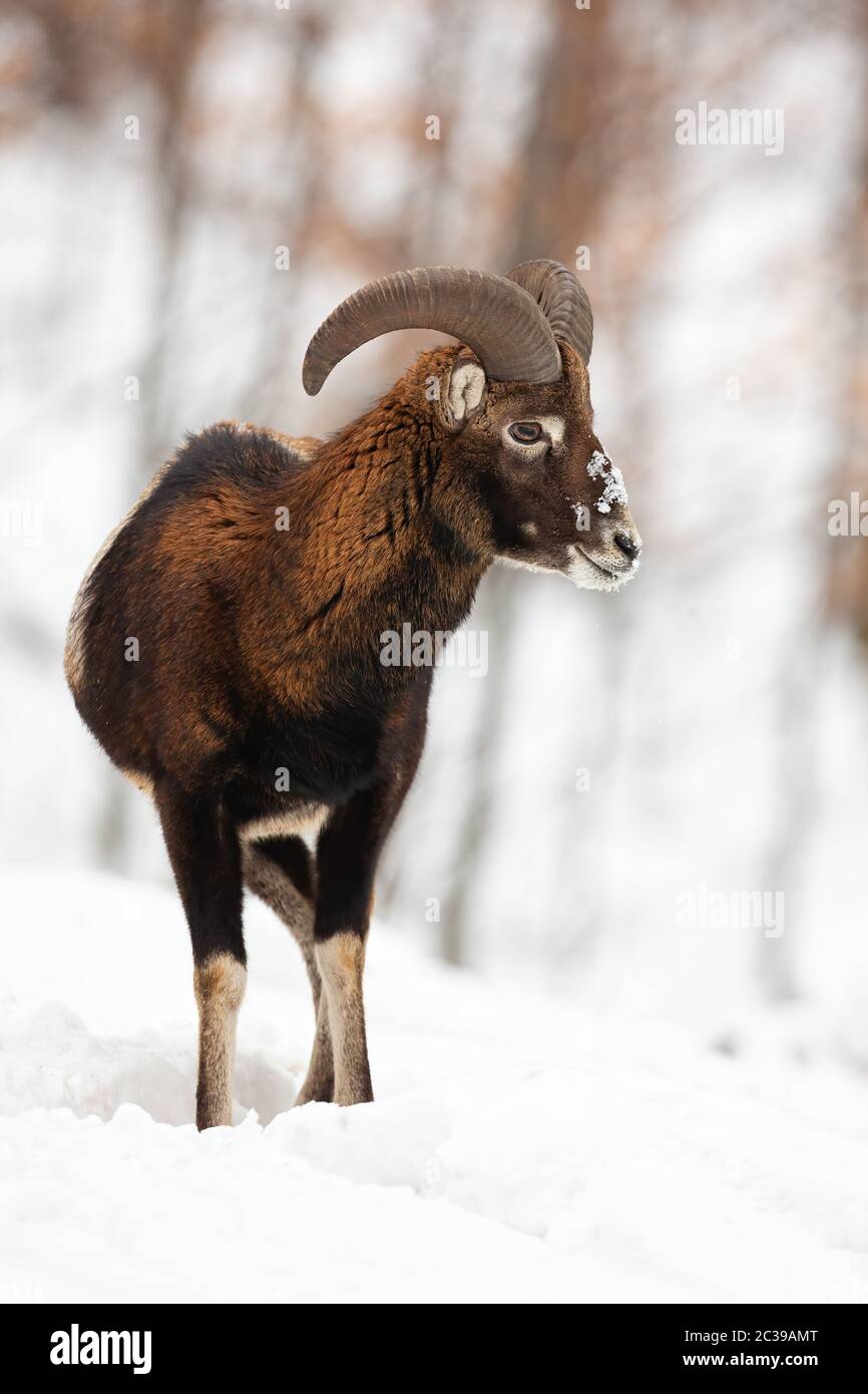 Mouflon, ovis musimon, ram with horns watching around in snowy forest ...