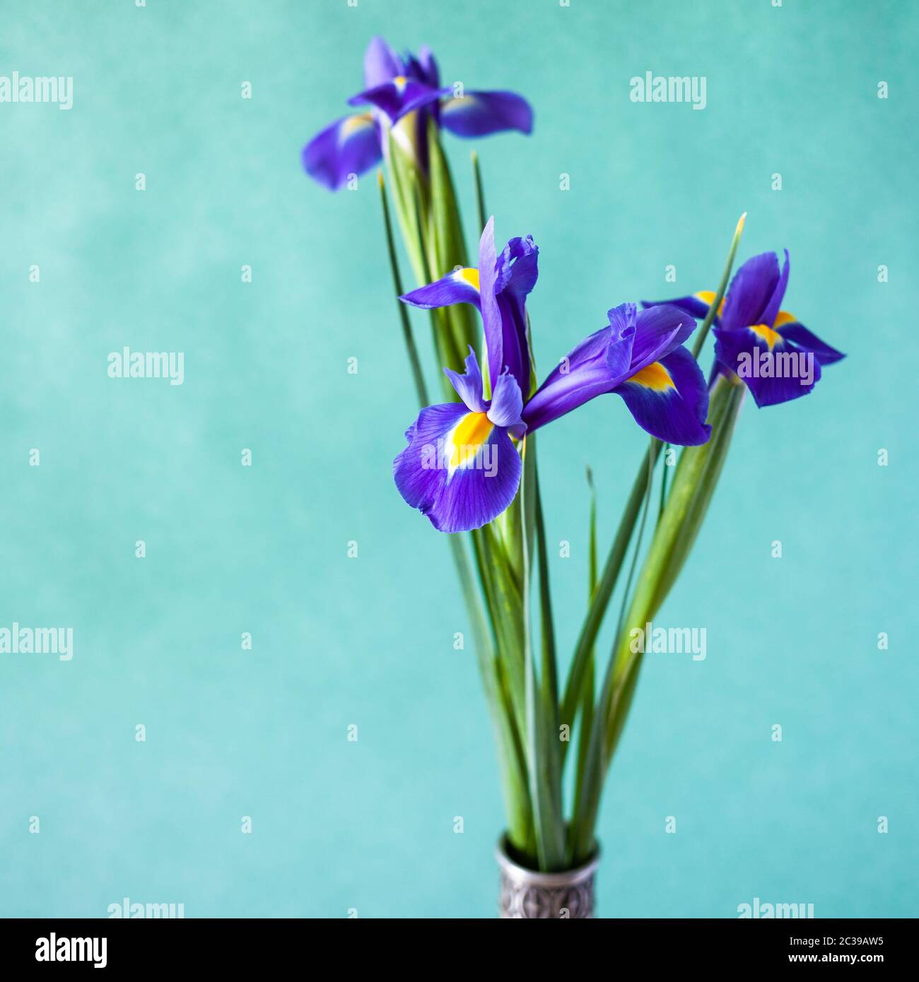 square still-life with copyspace - natural iris flowers in pewter vase ...
