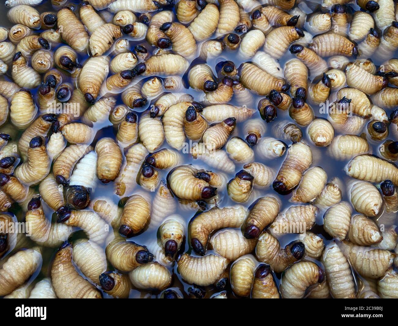 Fat Larva To Eat, asian market sell insects Stock Photo - Alamy
