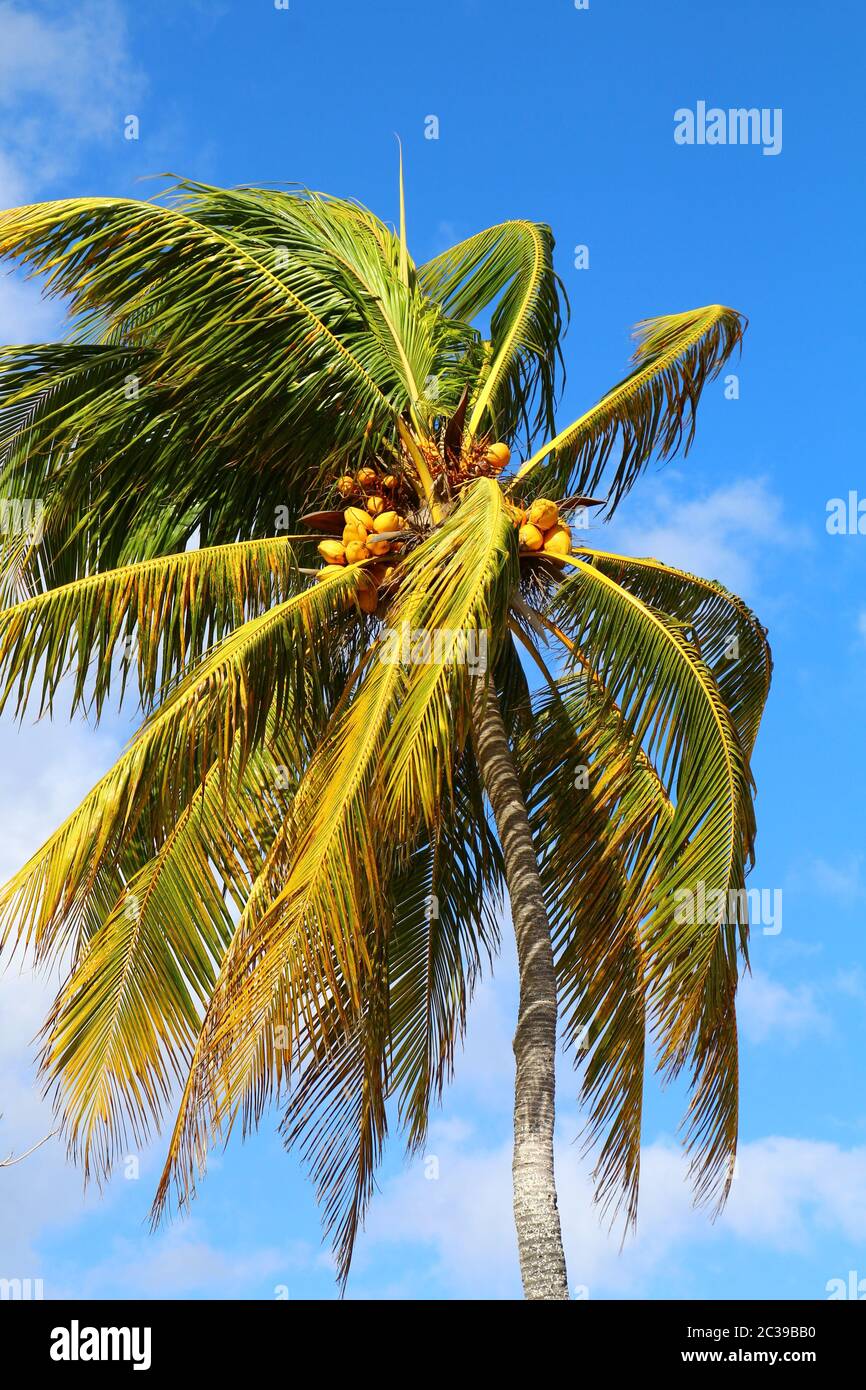 Palm trees on the beach in Cuba Stock Photo - Alamy