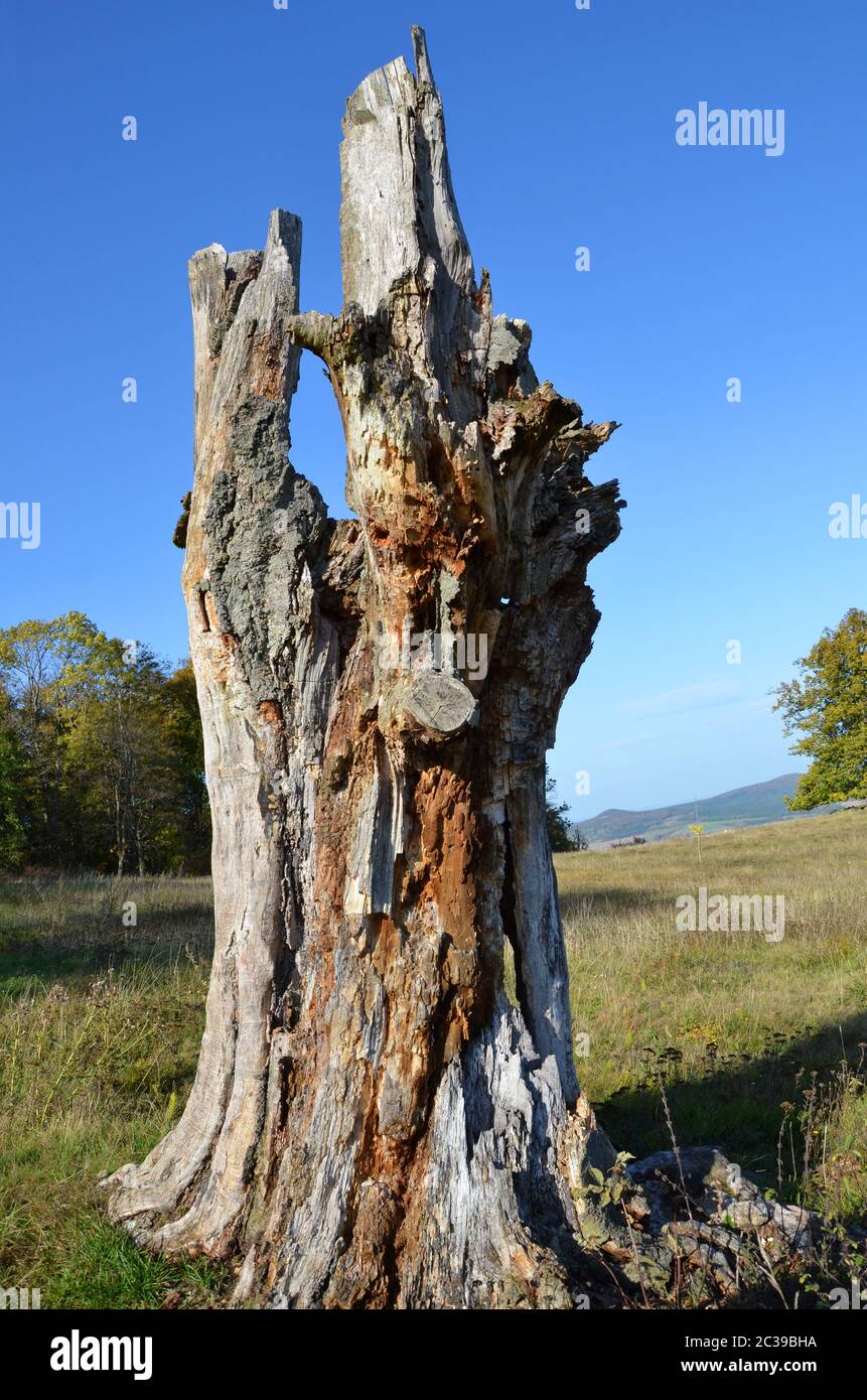 Dead deciduous tree hi-res stock photography and images - Alamy