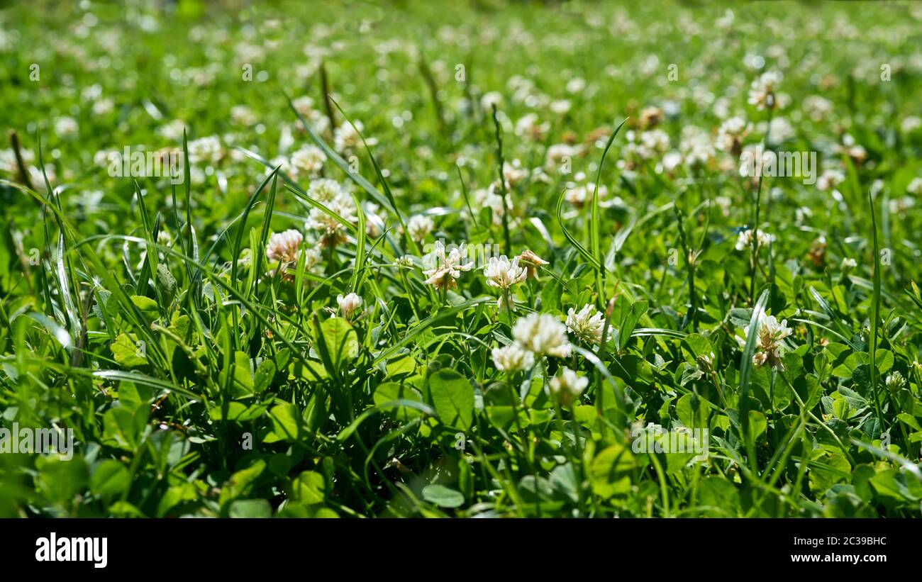 Clover plant in nature hi-res stock photography and images - Alamy