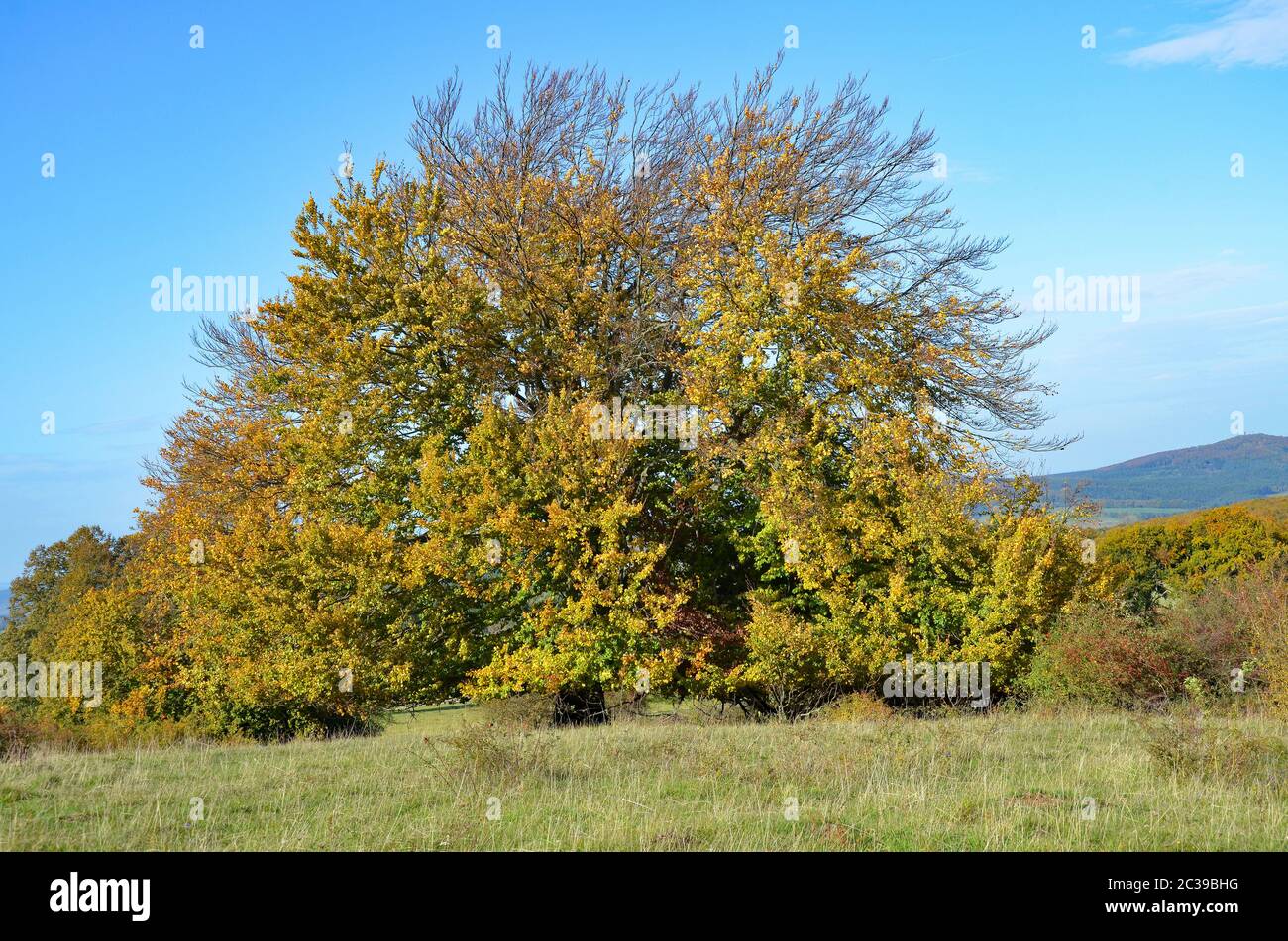 Old deciduous tree hi-res stock photography and images - Alamy