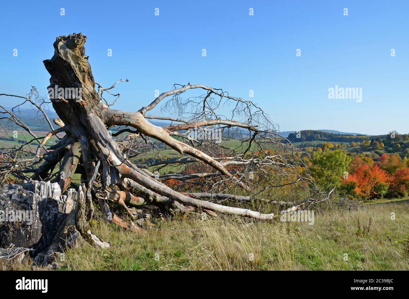 Dead deciduous tree hi-res stock photography and images - Alamy