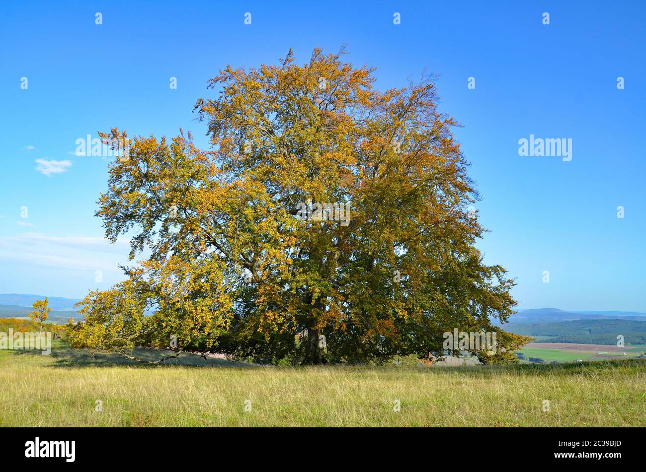 old deciduous tree Stock Photo - Alamy