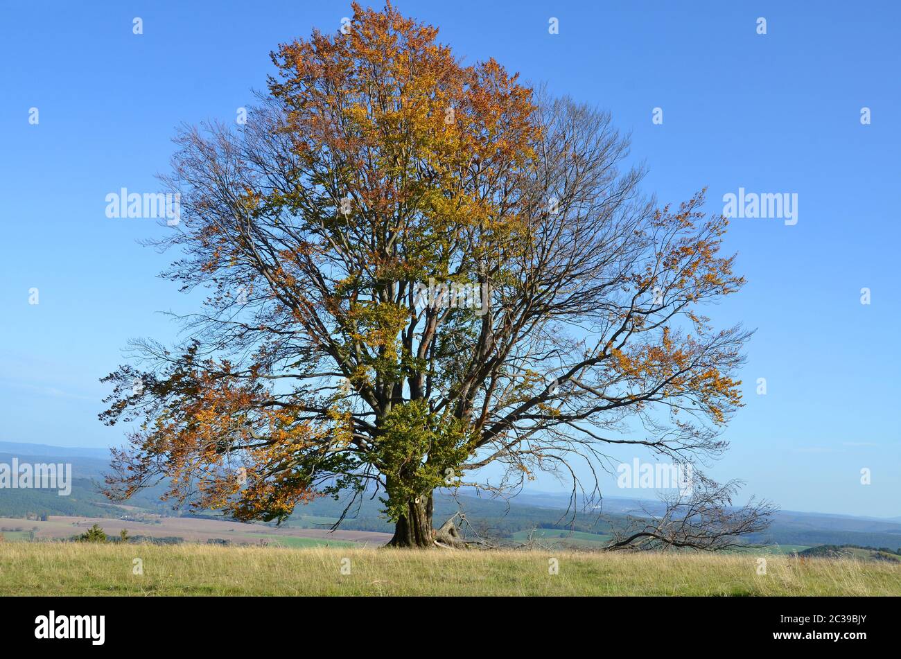Old tree leaves hi-res stock photography and images - Alamy