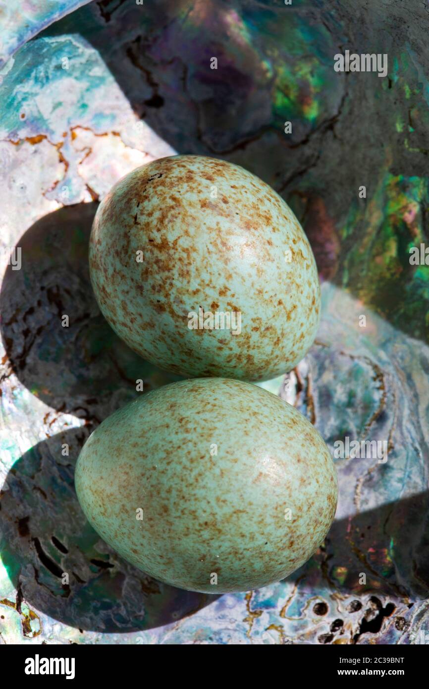 Abandoned Blackbirds eggs placed inside a sea shell Stock Photo - Alamy