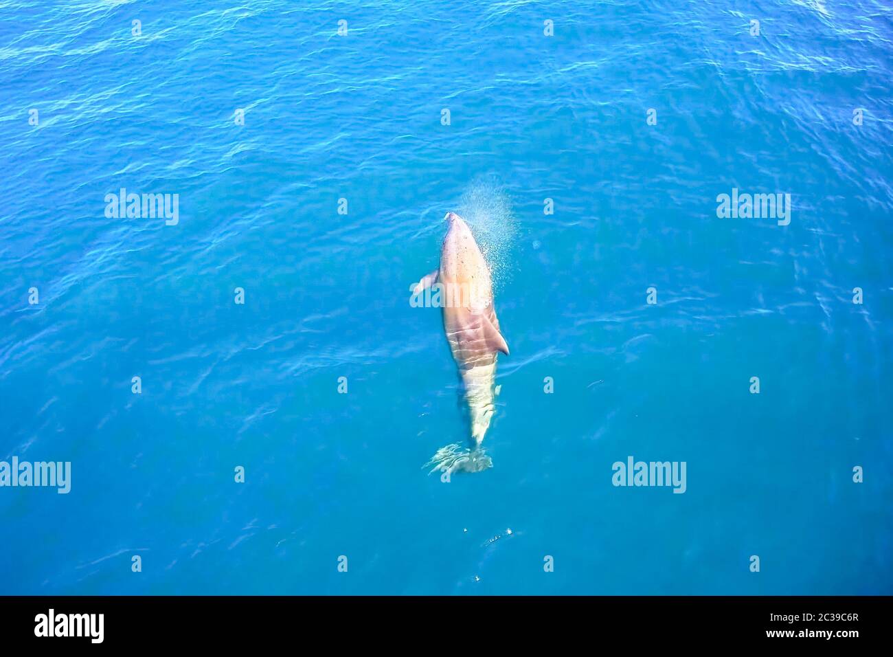 Top view of bottlenose dolphins in sea water. wild dolphins in the ...