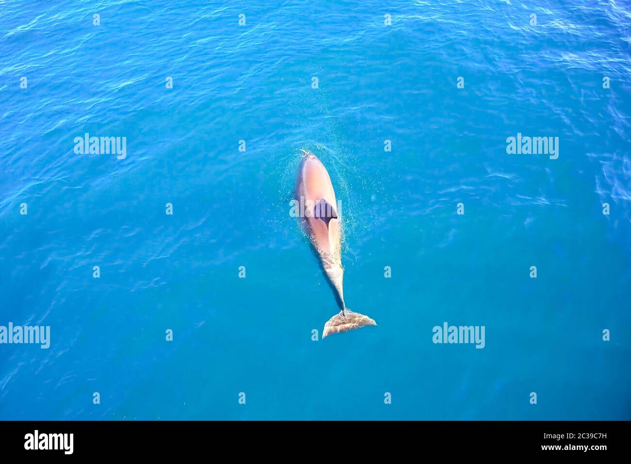Top view of bottlenose dolphins in sea water. wild dolphins in the ...
