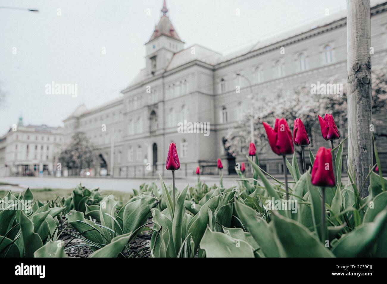 Monuments and streets in Olomouc, Czech Republic in summer Stock Photo ...