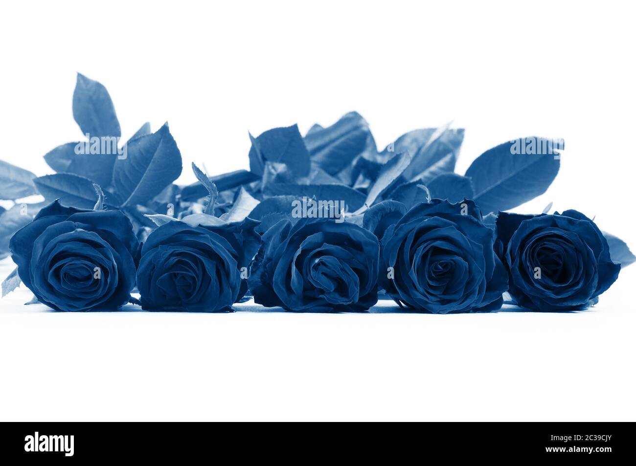 Roses in a row, side view. Isolated on white. In trendy classic blue ...