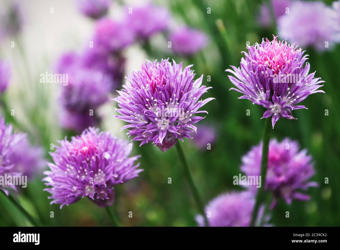 Closeup of fresh pink garden chive blossoms Stock Photo - Alamy
