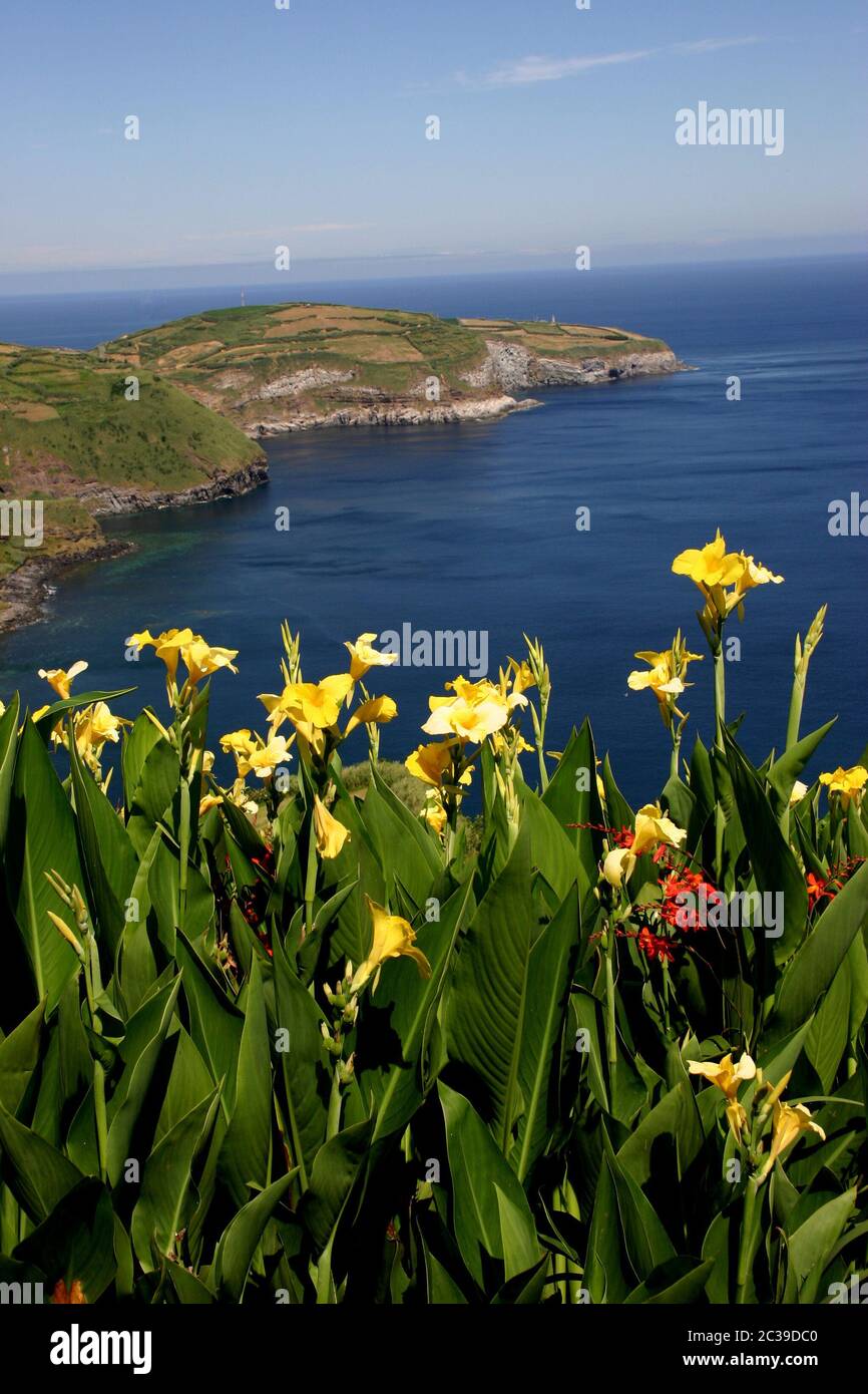 azores flowers and the sea Stock Photo - Alamy