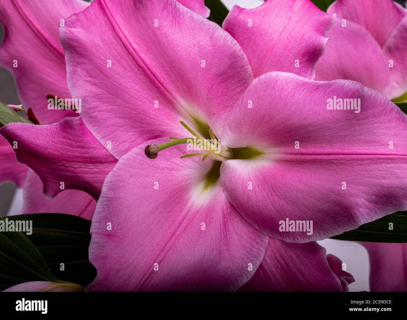 Close-up of pink liles flowers. Common names for species in this genus ...