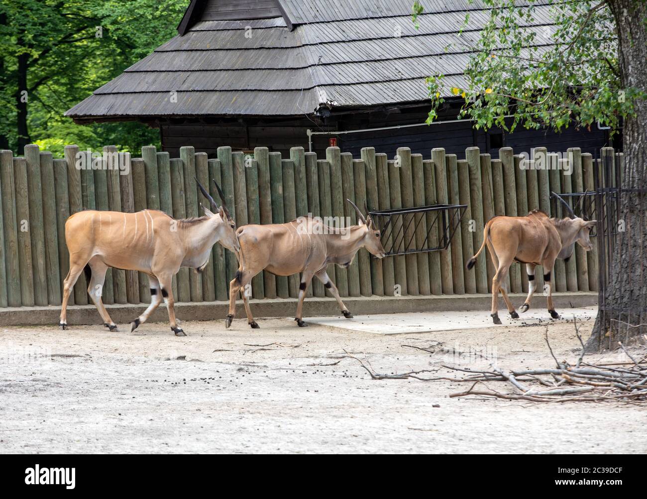 The common eland , also known as the southern eland or eland antelope ...