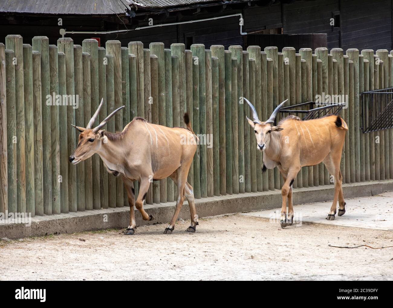 The common eland , also known as the southern eland or eland antelope ...
