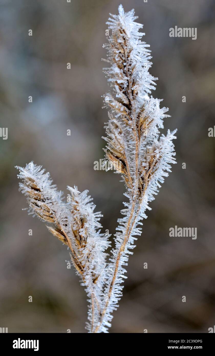 Grass crystals hi-res stock photography and images - Alamy