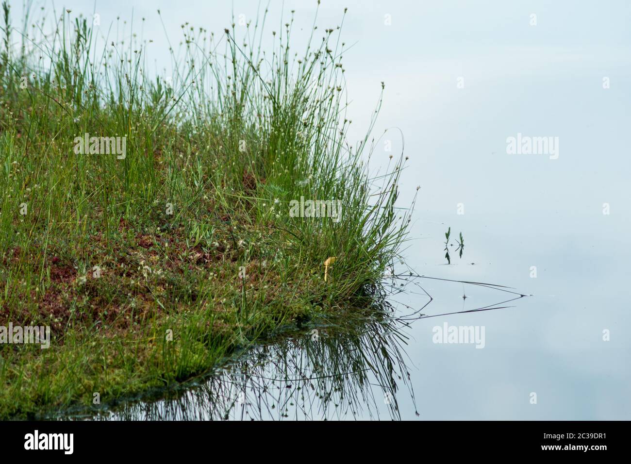 floating island on a dystrophic lake with calm water and shore sedge ...