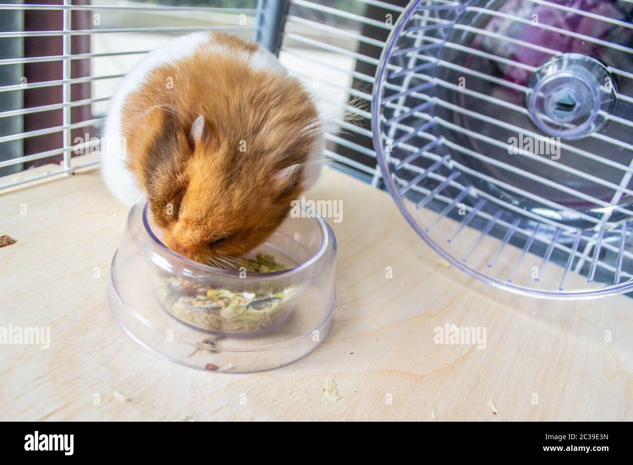 Syrian hamster eating from food bowl Stock Photo - Alamy